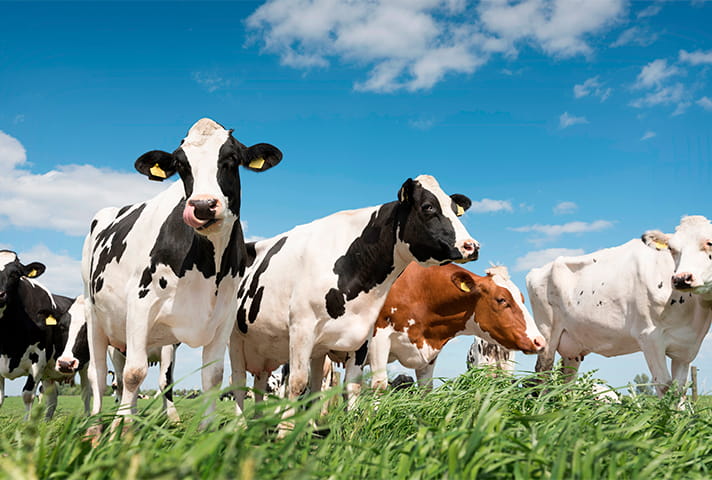 NW Natural Community & Sustainability Report - NW Natural